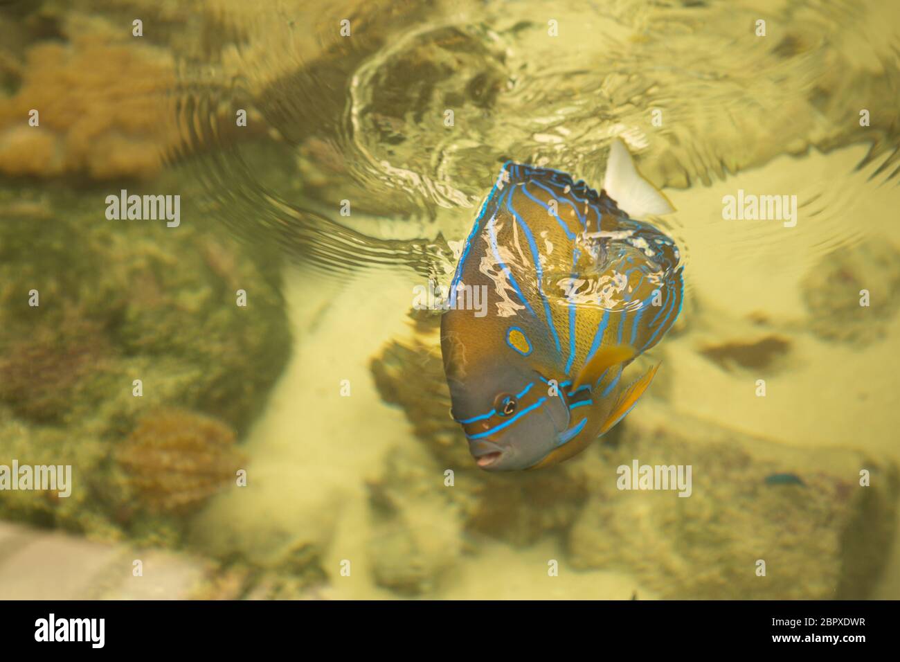 Blue ring angelfish Pomacanthus annularis . Marine fish Stock Photo - Alamy