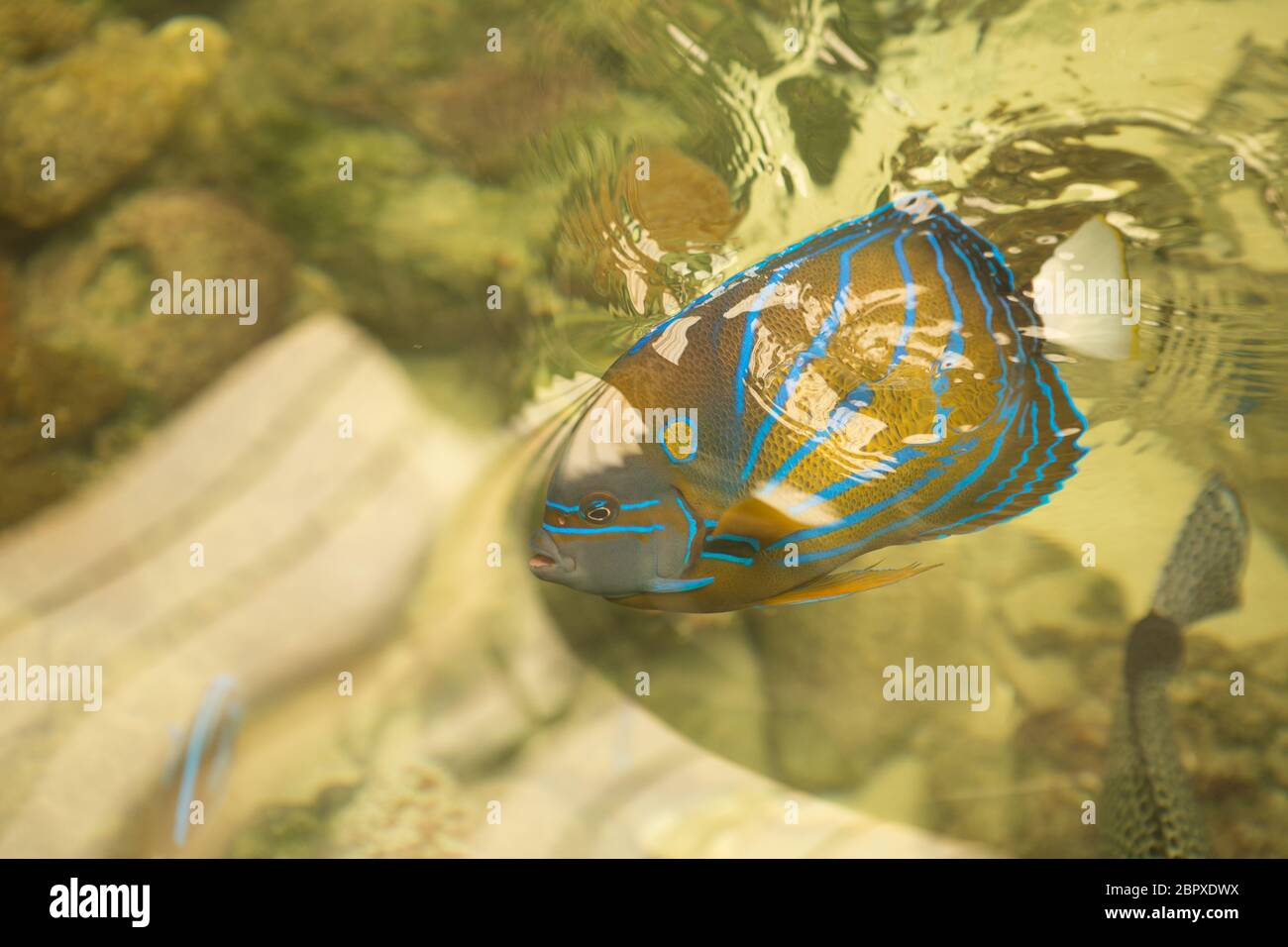 Blue ring angelfish Pomacanthus annularis . Marine fish Stock Photo - Alamy