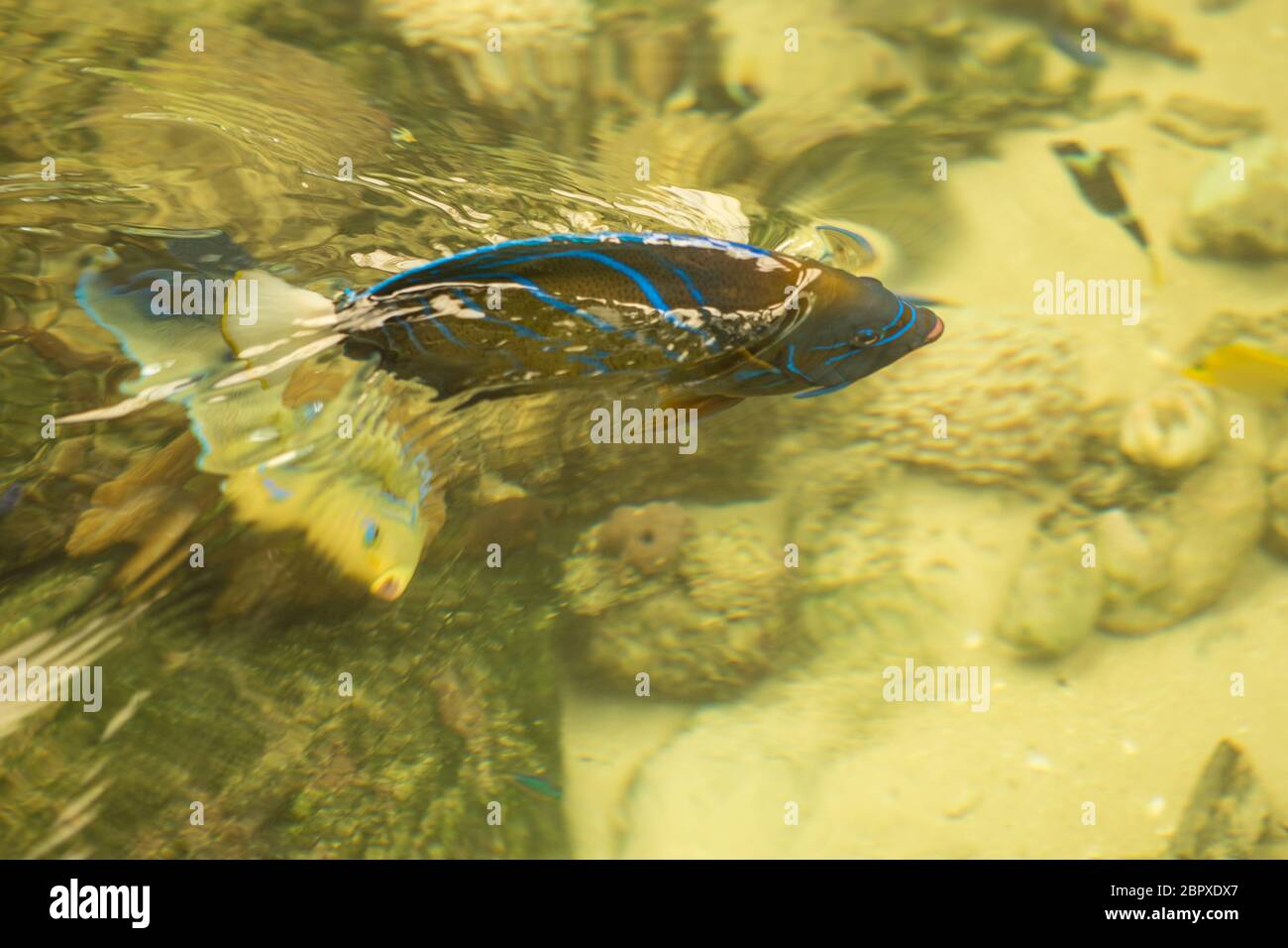 Blue ring angelfish Pomacanthus annularis . Marine fish Stock Photo - Alamy