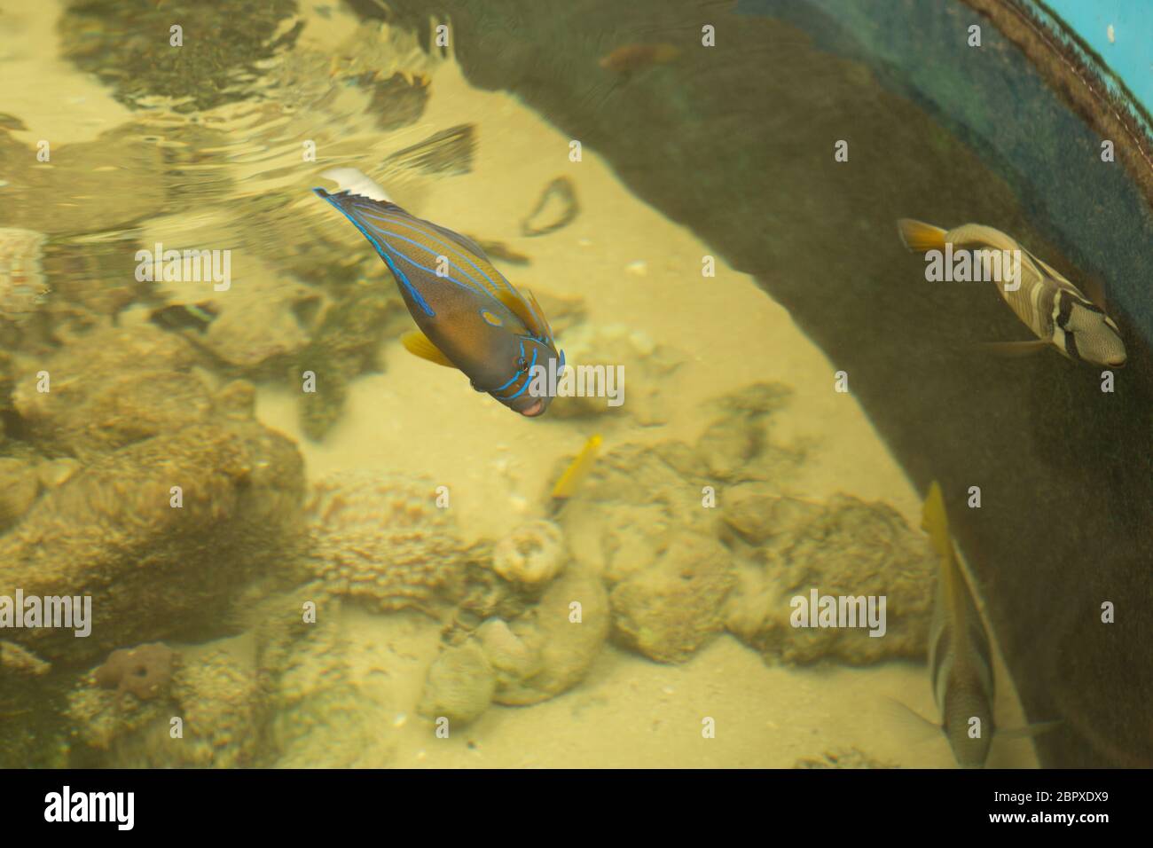 Blue ring angelfish Pomacanthus annularis . Marine fish Stock Photo - Alamy