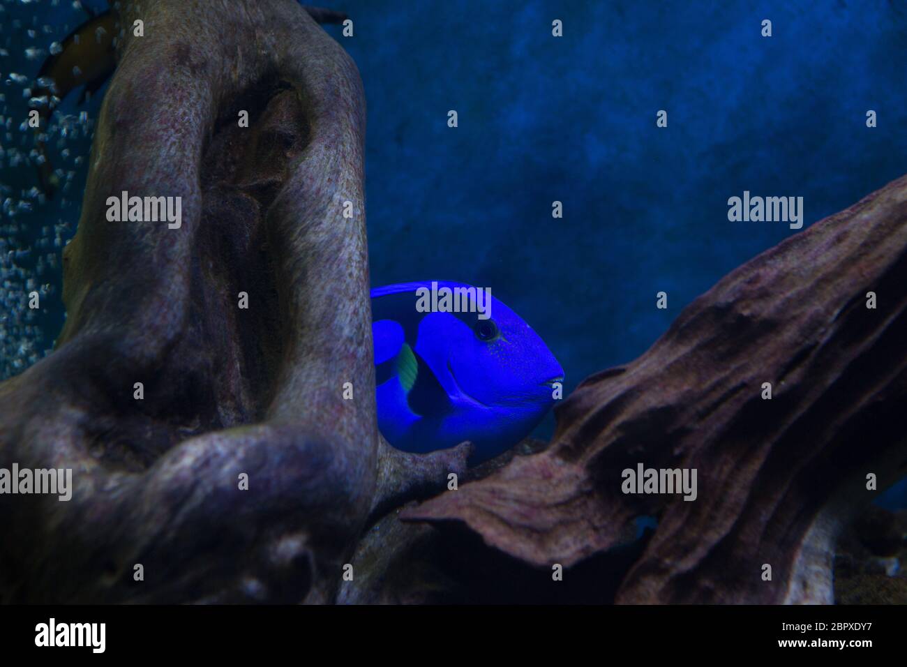 Blue Tang Surgeon Fish Paracanthurus hepatus in the Oceanarium Stock ...