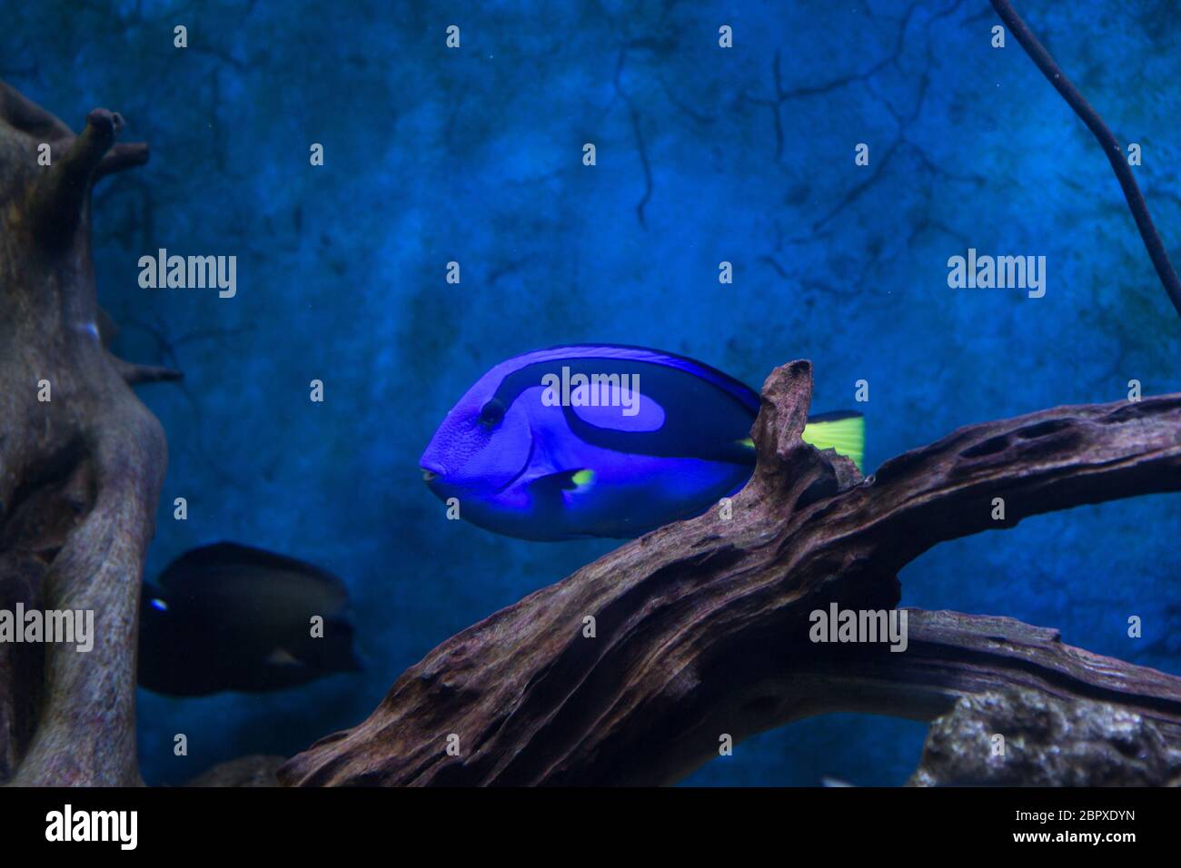 Blue Tang Surgeon Fish Paracanthurus hepatus in the Oceanarium Stock ...