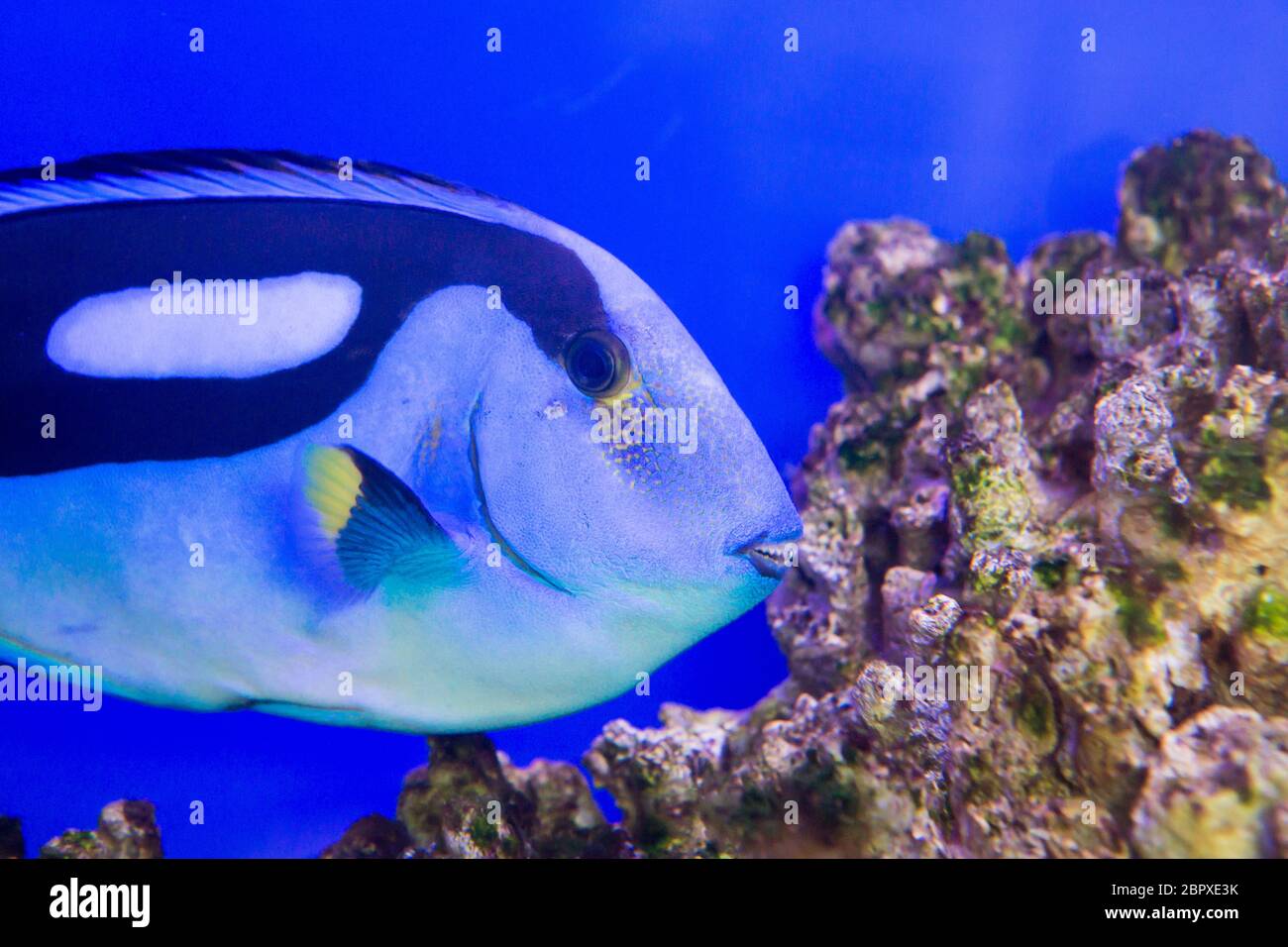 Blue Tang Surgeon Fish Paracanthurus hepatus in the Oceanarium Stock ...