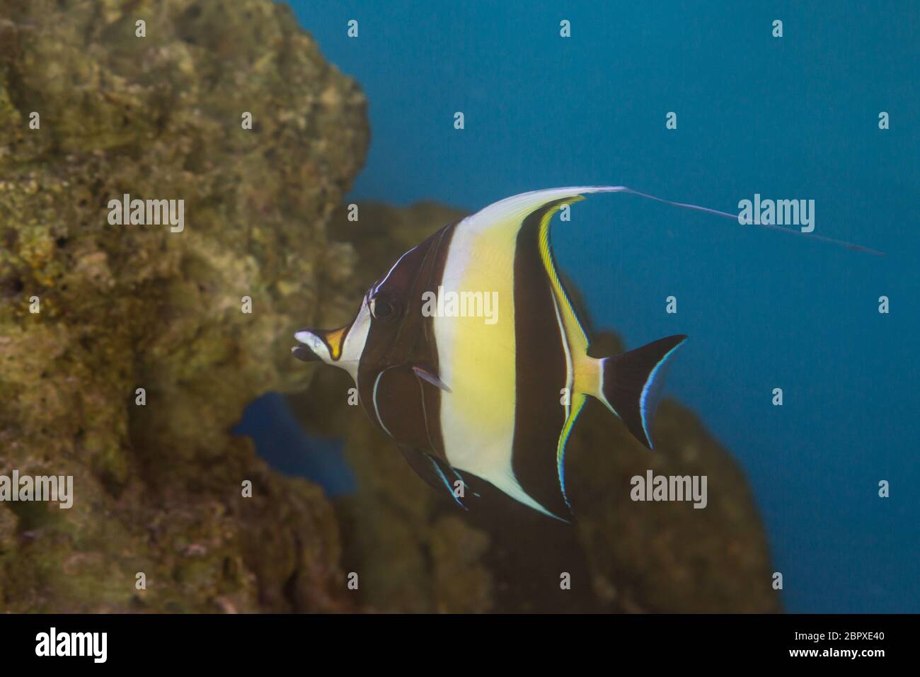 Moorish Idol the type of fish known as Gill in Finding Nemo Stock Photo ...