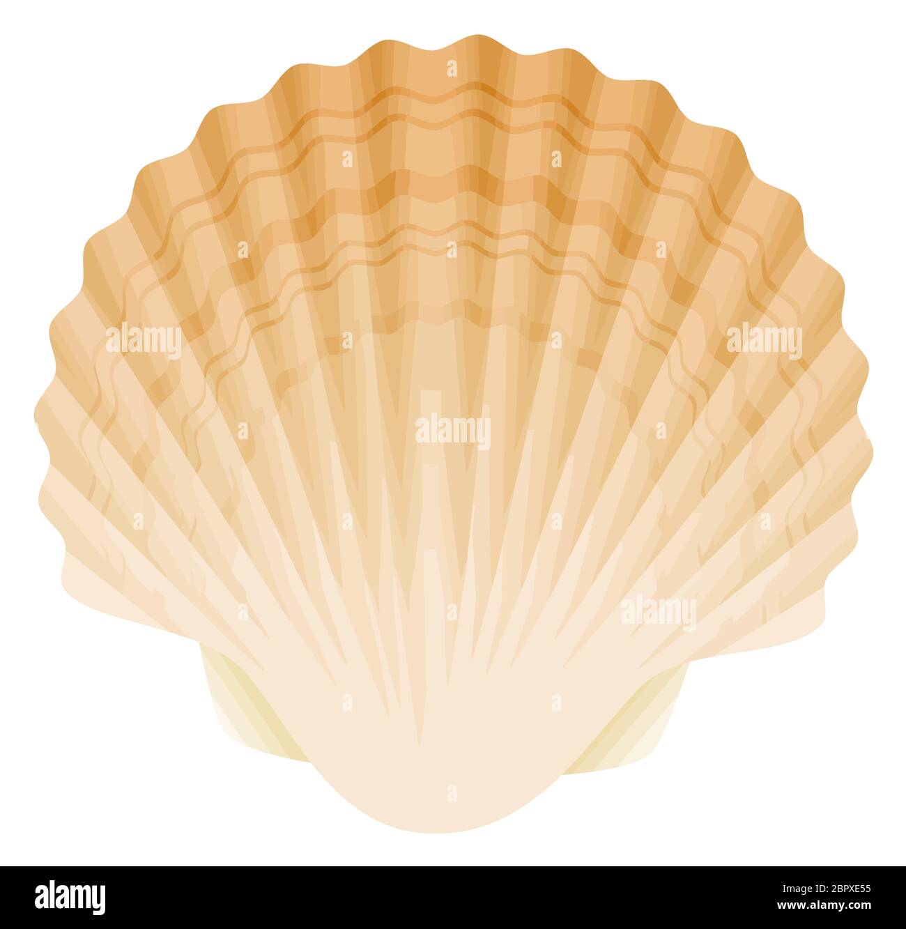 Clam shell illustration Cut Out Stock Images & Pictures - Alamy