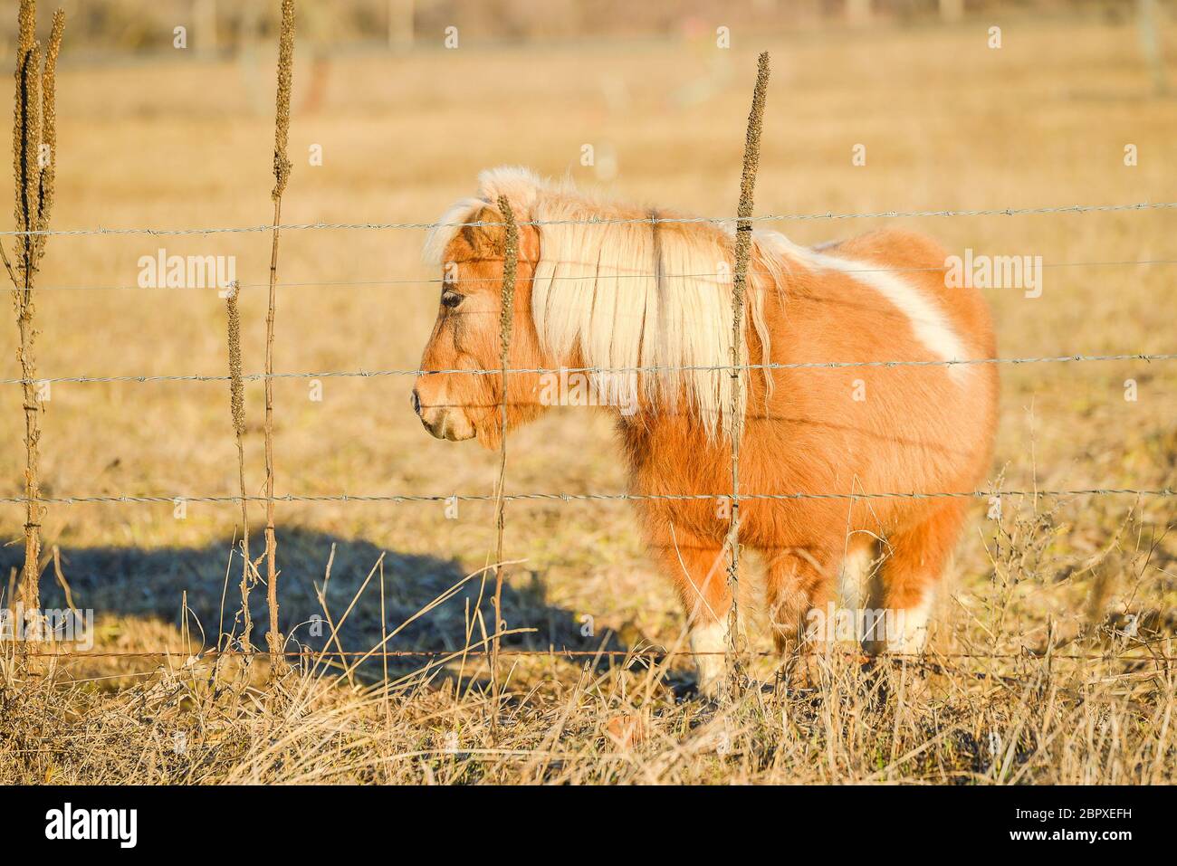 hoses rest in the farm with mountain background on late of the day in ...
