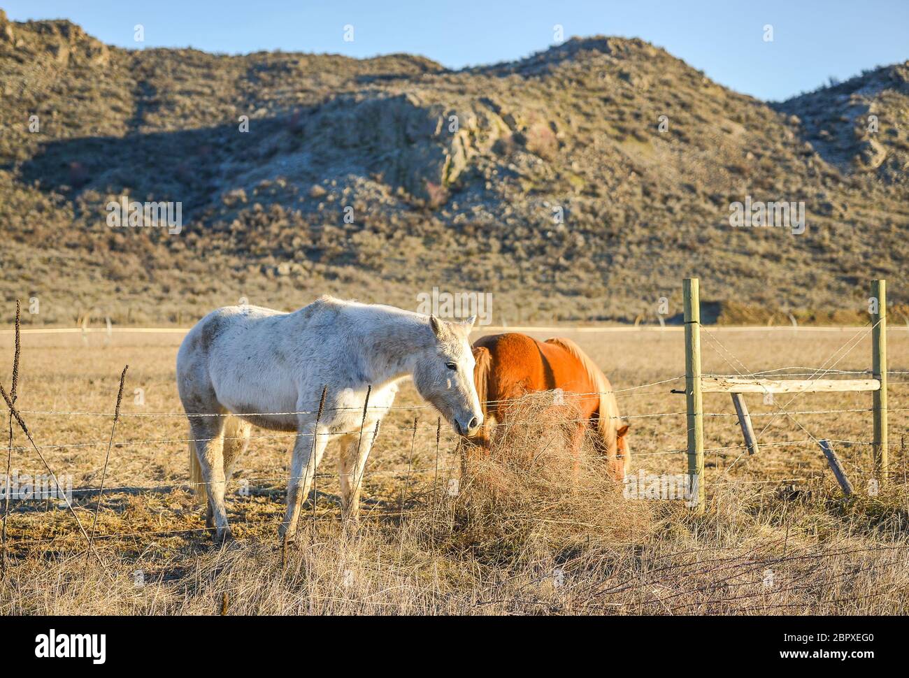 hoses rest in the farm with mountain background on late of the day in ...