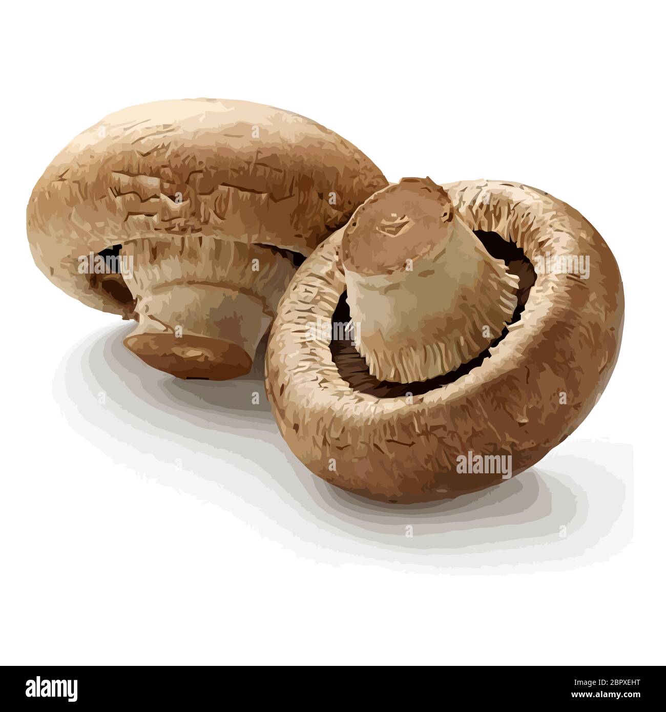 common champignon mushroom fresh food healty tasty illustration Stock ...