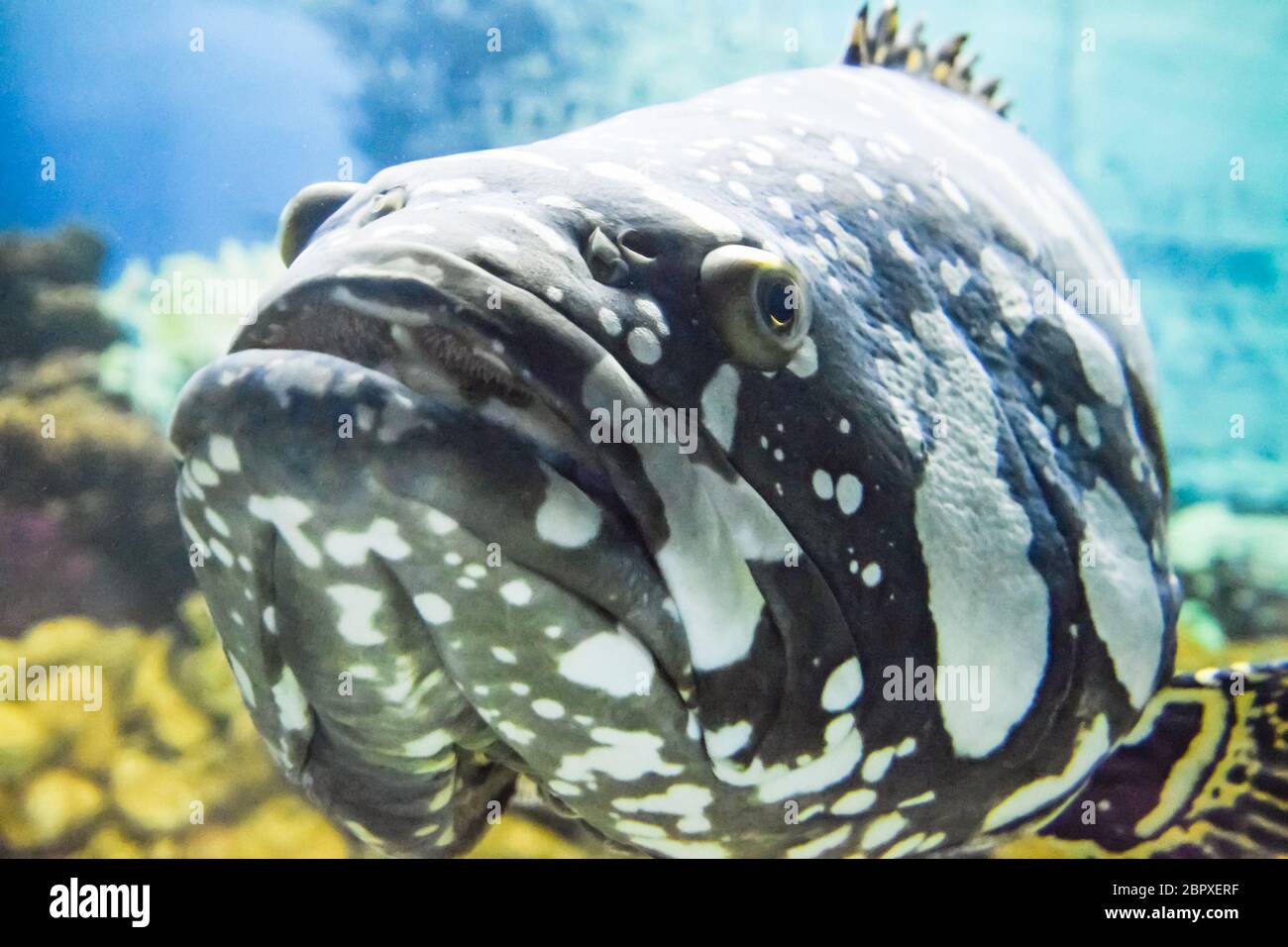 a Giant grouper Humpback grouperpanther grouper Humpback grouper Stock ...