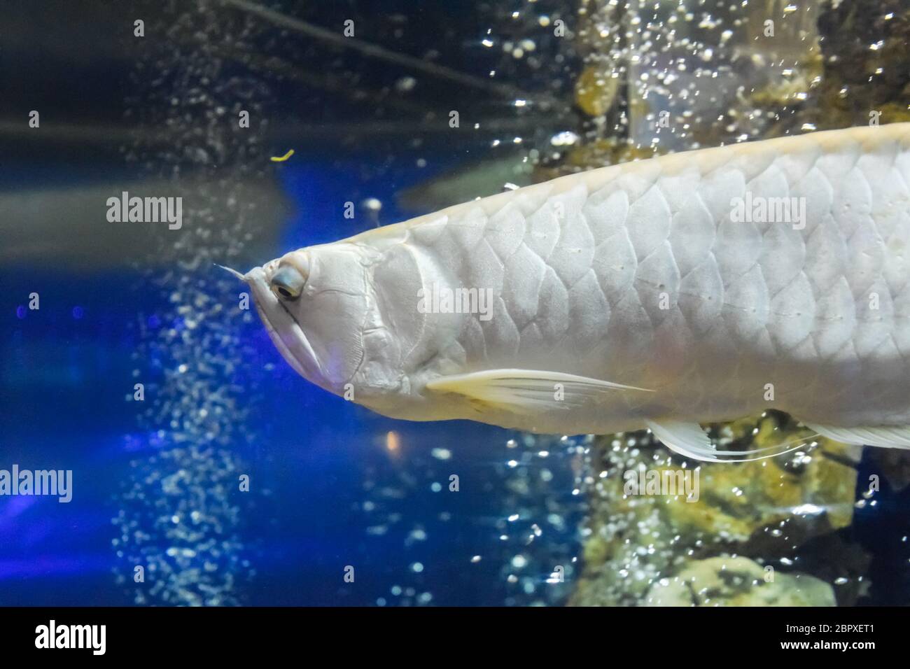 Silver Arowana Wallpaper