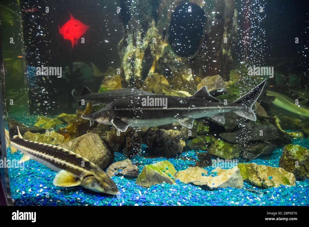 Fish sturgeon swims in the aquarium of the oceanarium. Sturgeon fish ...