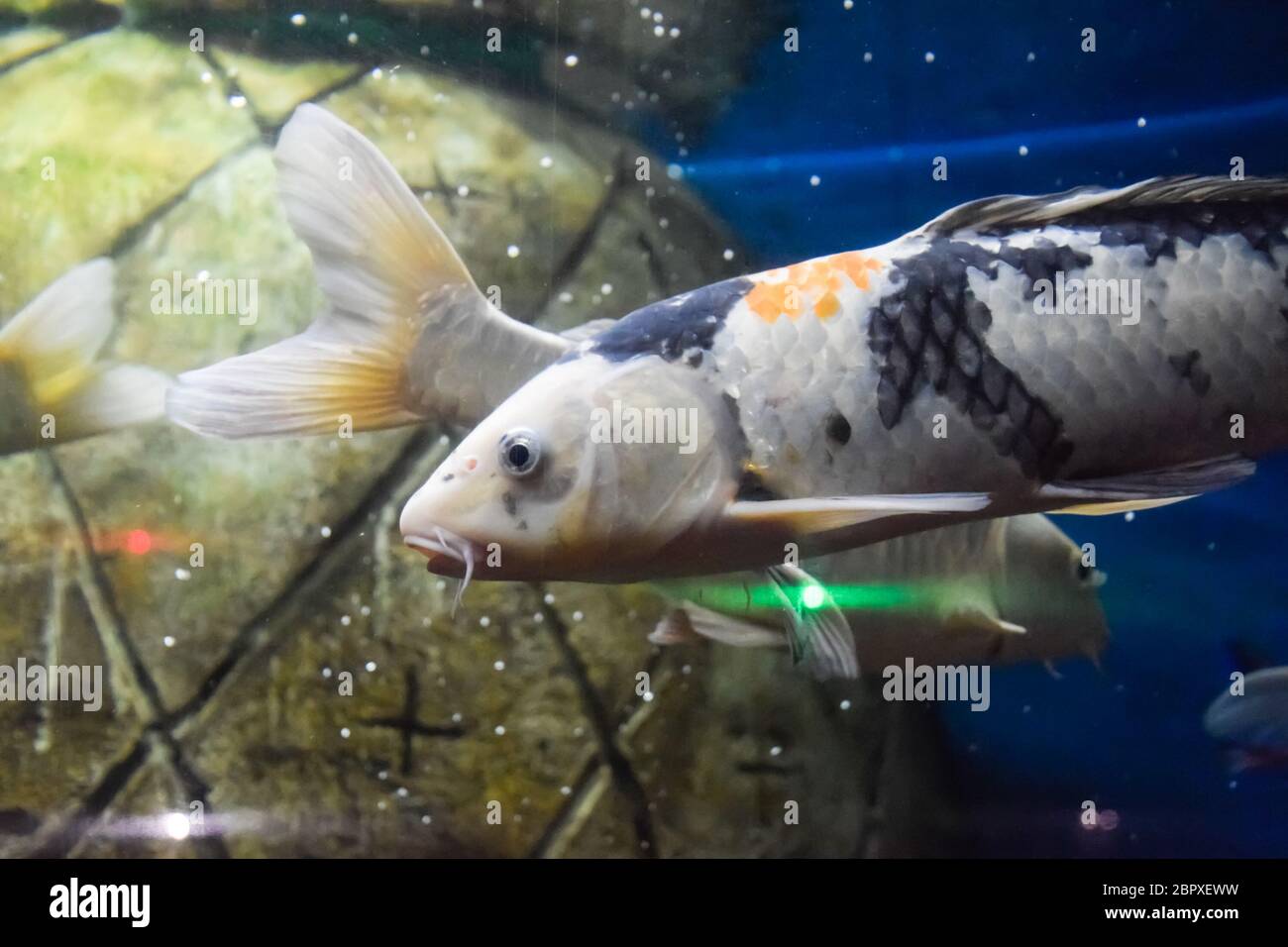Colorful fancy carp fish, koi fish in the pond, hungry colorful trout ...