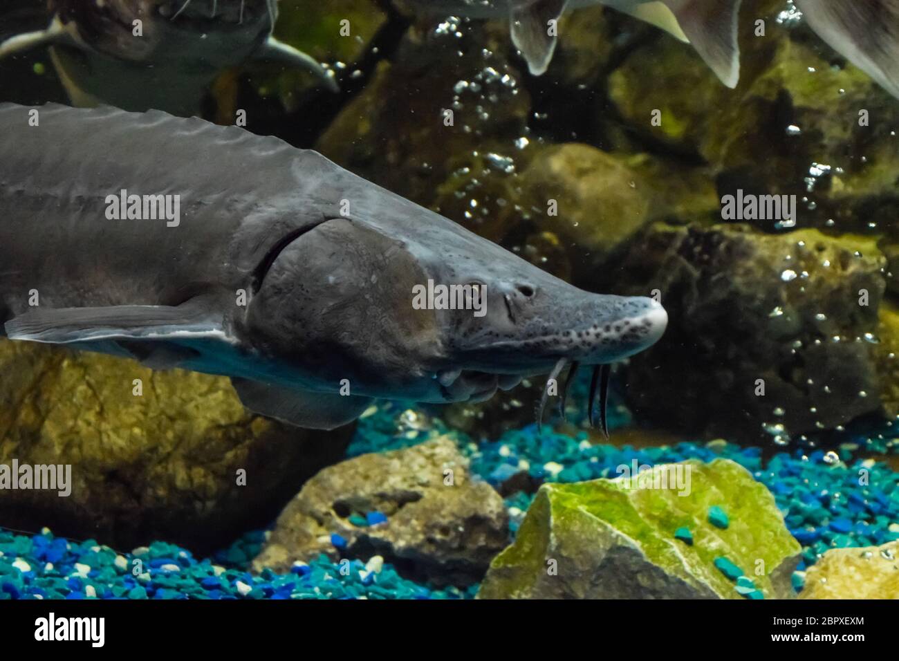 Sturgeon fish in aquarium tank hi-res stock photography and images - Alamy