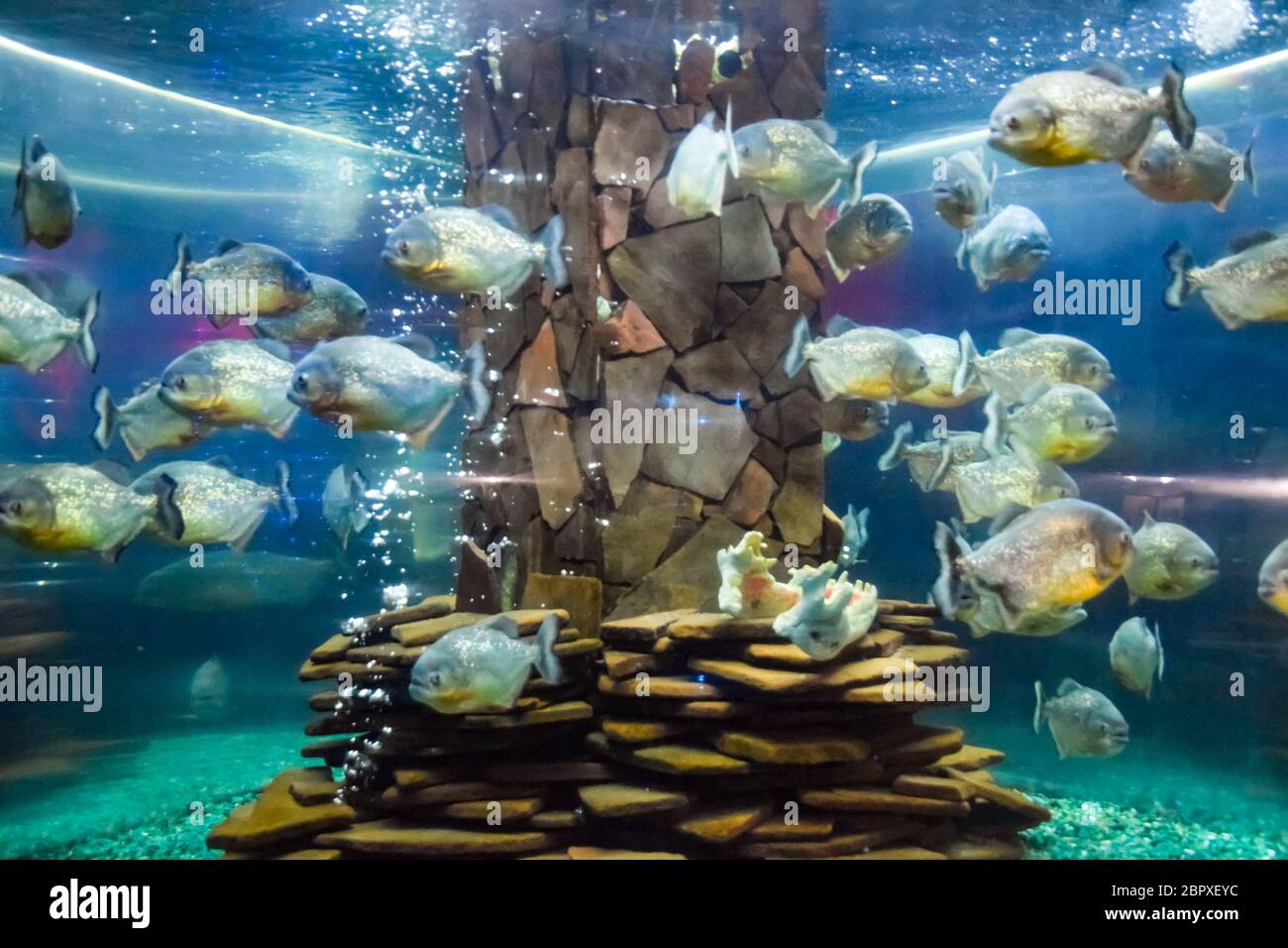 Red bellied piranha Pygocentrus nattereri, Wildlife animal Stock Photo ...