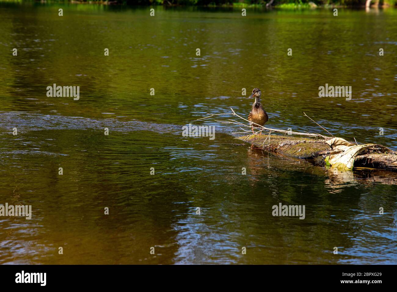 Shor bill hi-res stock photography and images - Alamy