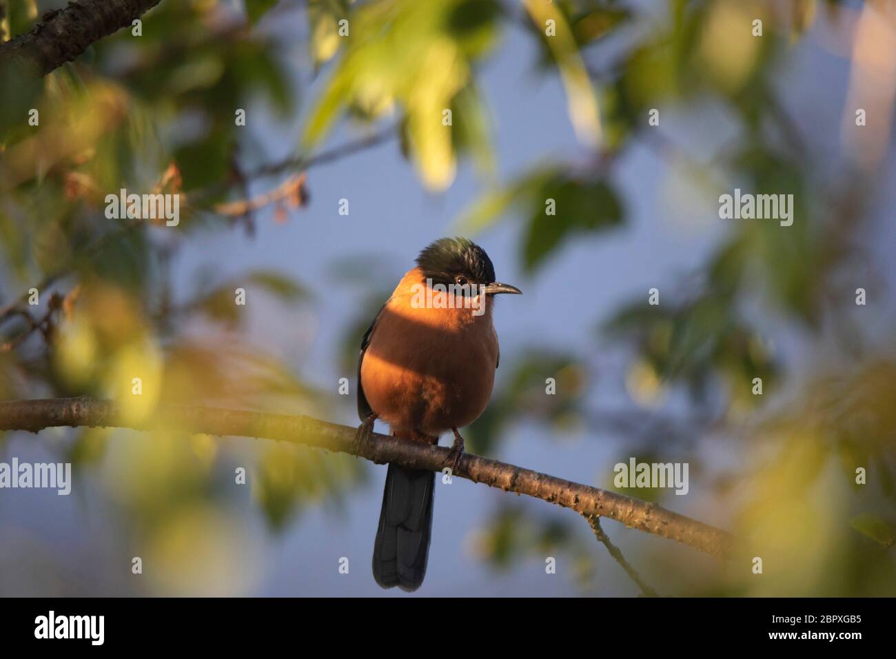 Rufous Sibia, Heterophasia capistrata, Okre, Sikkim, India Stock Photo ...