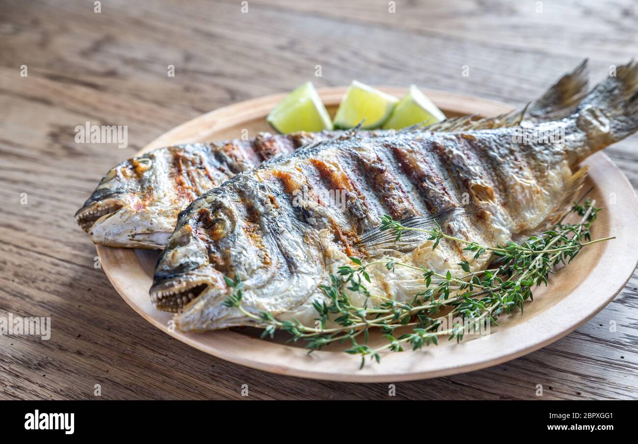 Daurade royale hi-res stock photography and images - Alamy