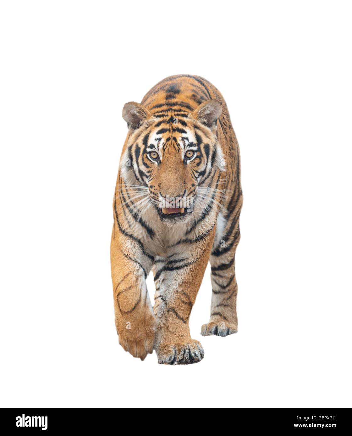 Tiger Walking Forward