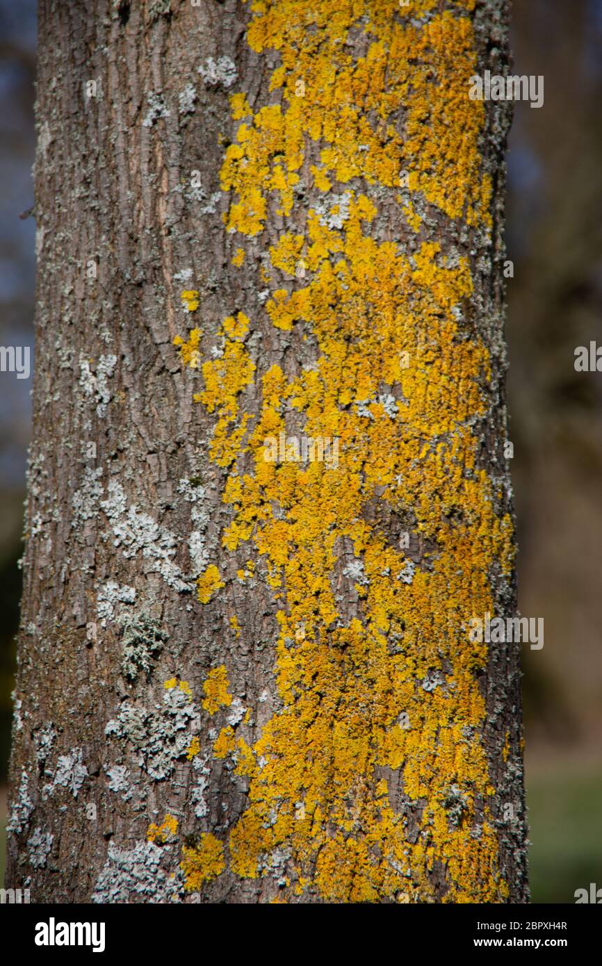 Yellow lichen on tree hi-res stock photography and images - Alamy