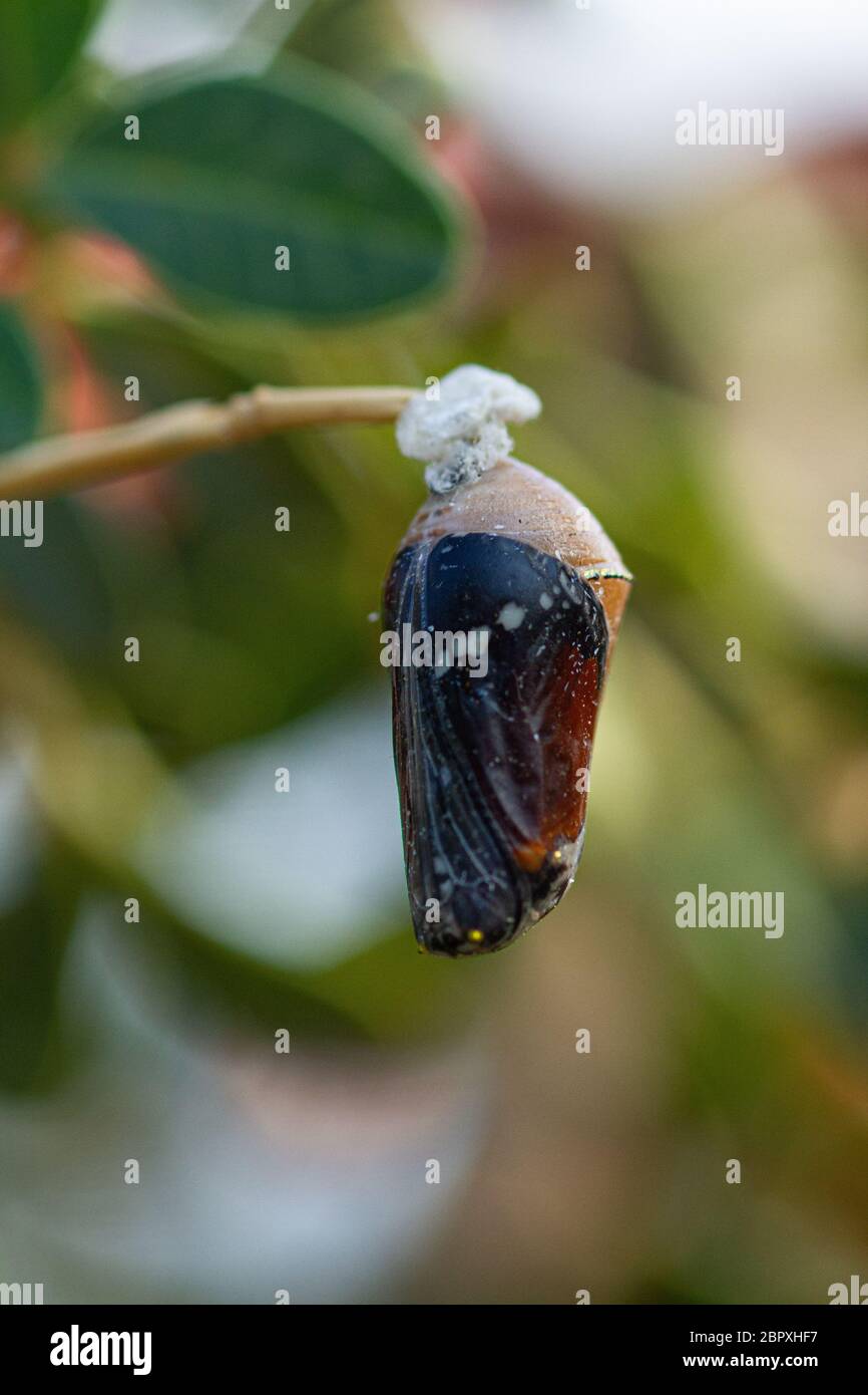 Butterfly Emerging From Cocoon Gif