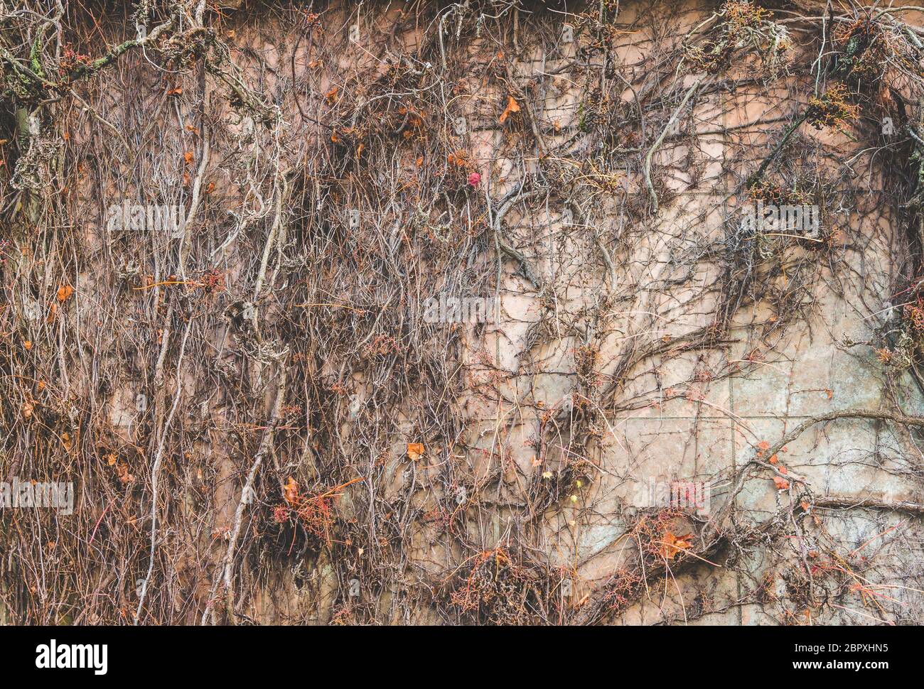 dry roots covered over a concrete wall texture background Stock Photo ...
