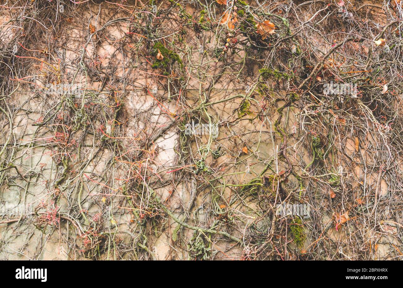 dry roots covered over a concrete wall texture background Stock Photo ...