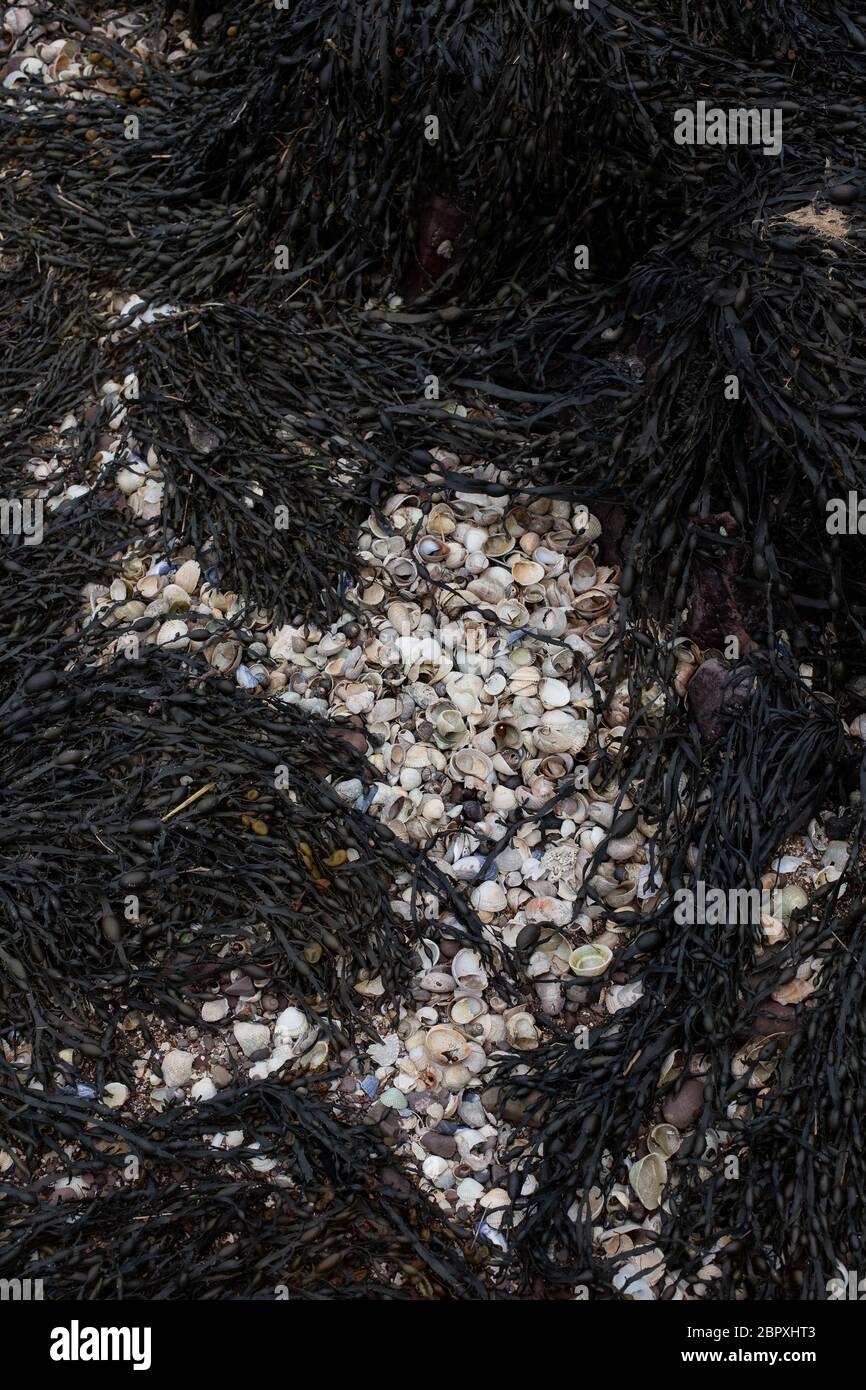 Mixed marine sea shells hi-res stock photography and images - Alamy
