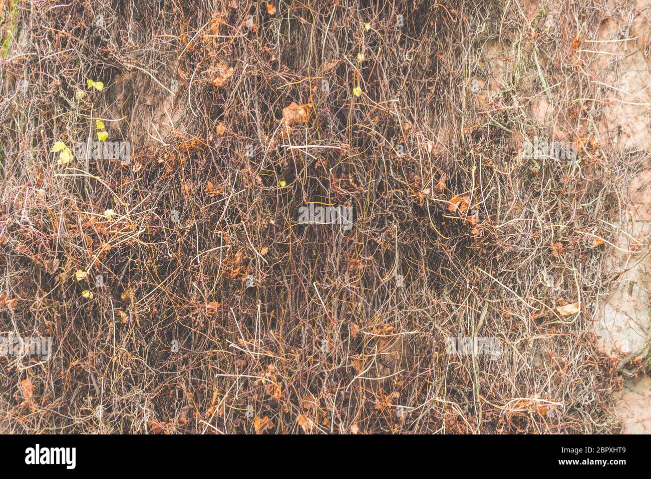 dry roots covered over a concrete wall texture background Stock Photo ...