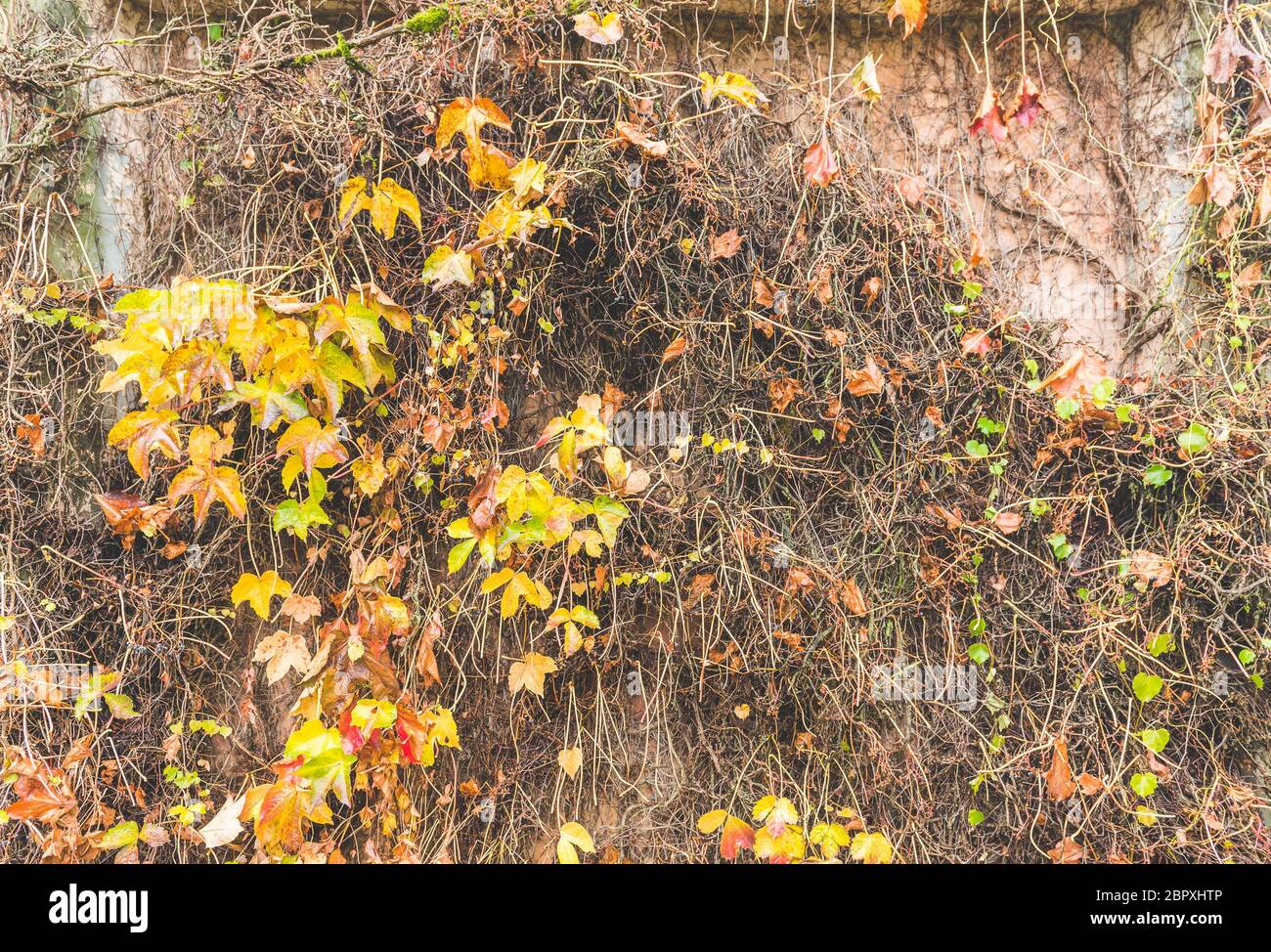dry roots covered over a concrete wall texture background Stock Photo ...
