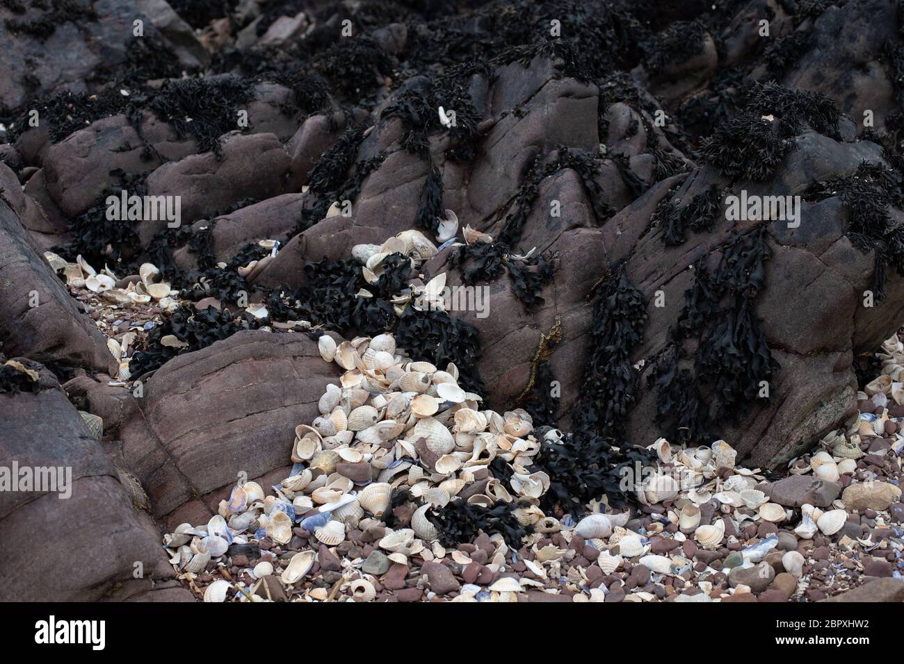 Cockle shells on seashore hi-res stock photography and images - Alamy