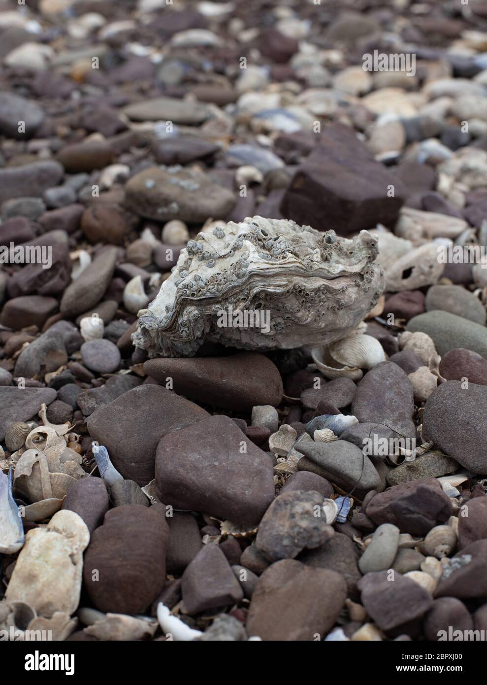 Oyster Shell on Beach Stock Photo - Alamy