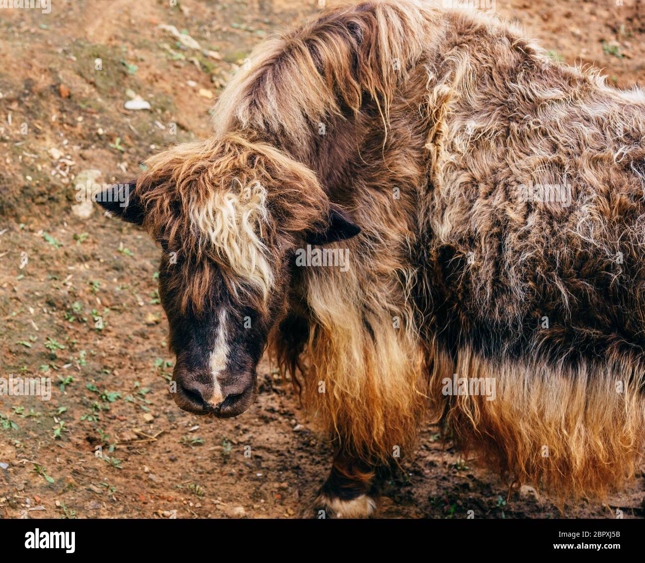 Young furry yak without horns on the pasture Stock Photo - Alamy