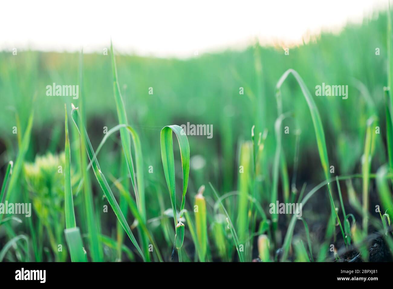 Fire Germination High Resolution Stock Photography and Images - Alamy