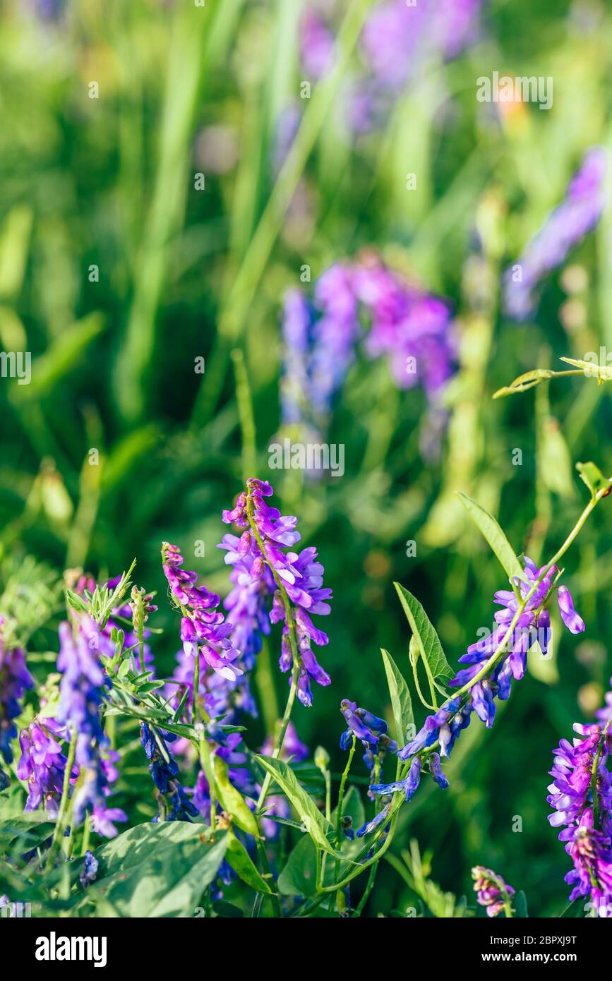 Cow vetch flowers hi-res stock photography and images - Alamy