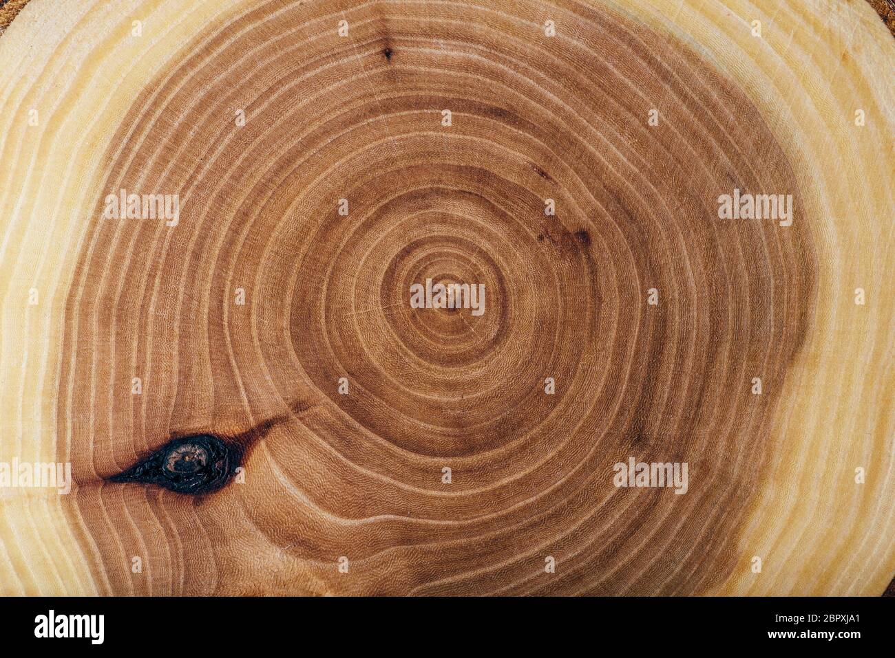 Ash wood slab texture with annual rings, background or wallpaper Stock ...