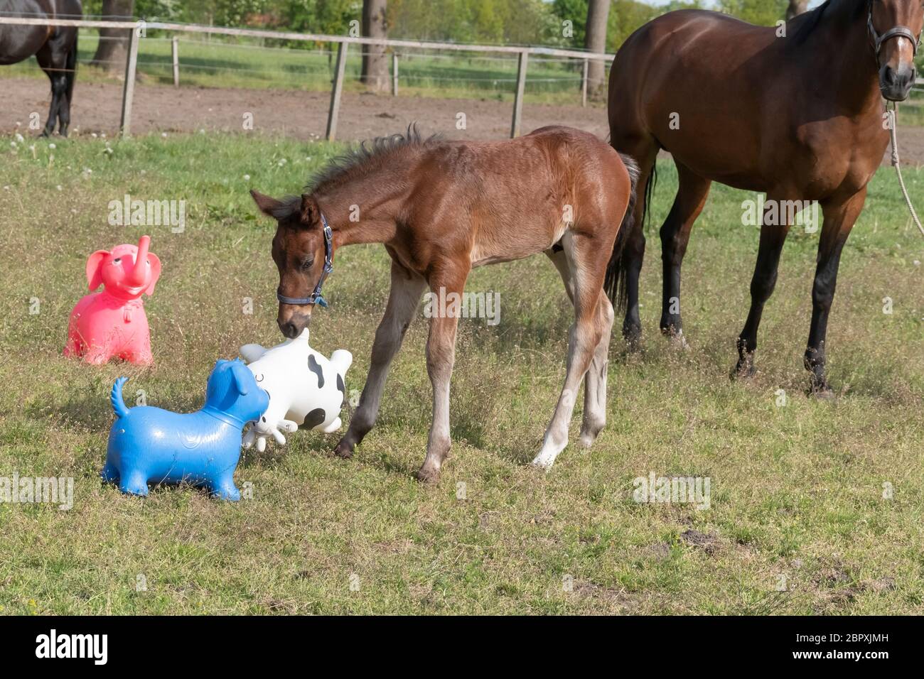 Brown stallion foal is playing with brightly colored rubber inflatable ...