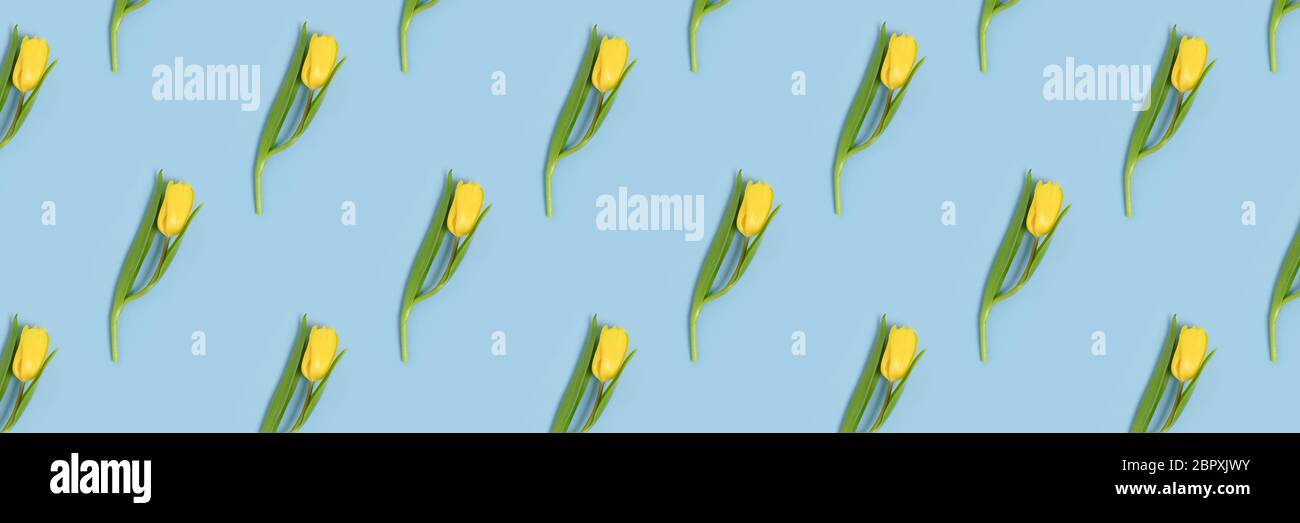 Pattern made of yellow tulip flowers on a blue background. Floral ...