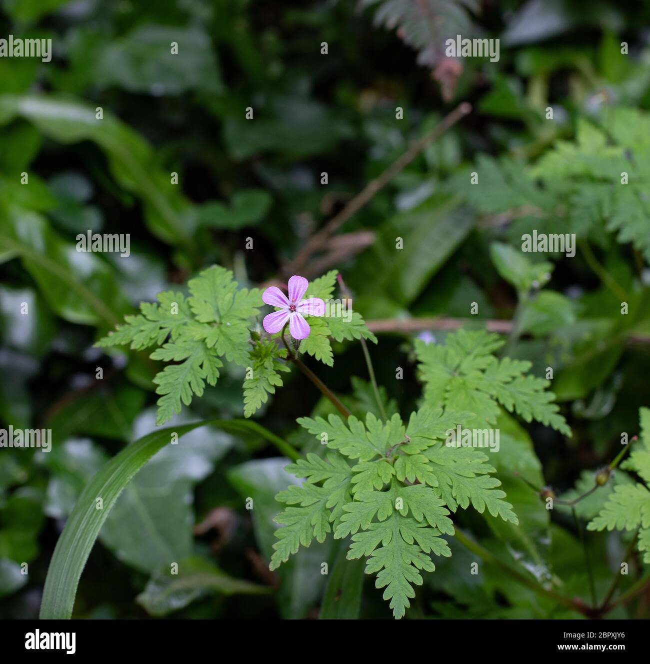 Common geranium hi-res stock photography and images - Alamy