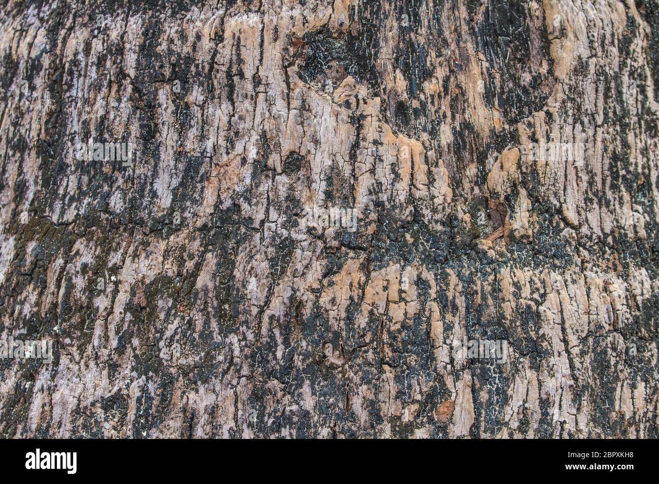 texture of bark wood use as natural background Stock Photo - Alamy