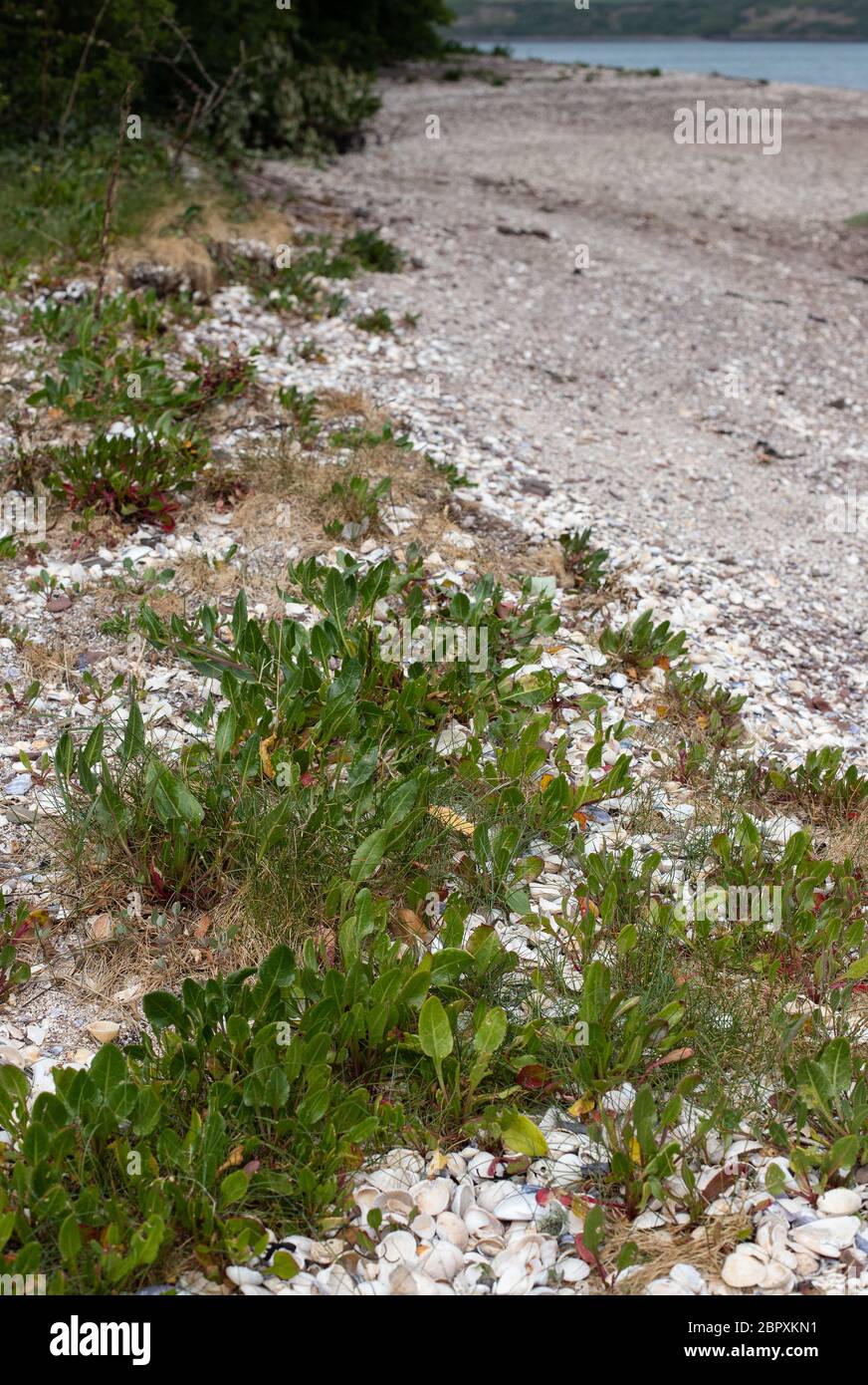 Common seaside shrub hi-res stock photography and images - Alamy