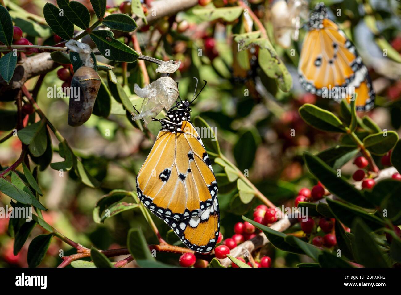 African Monarch or plain tiger emerges from is Pupa Stock Photo - Alamy
