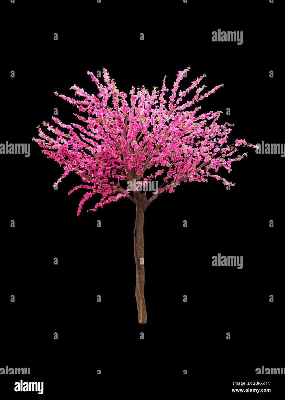Pink sakura tree isolated on black background Stock Photo - Alamy