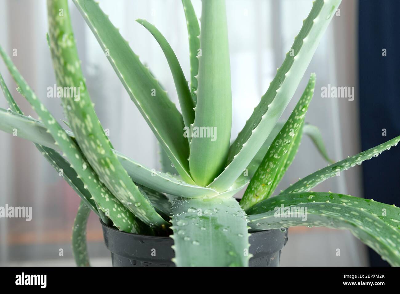 Green aloe vera plant Stock Photo - Alamy