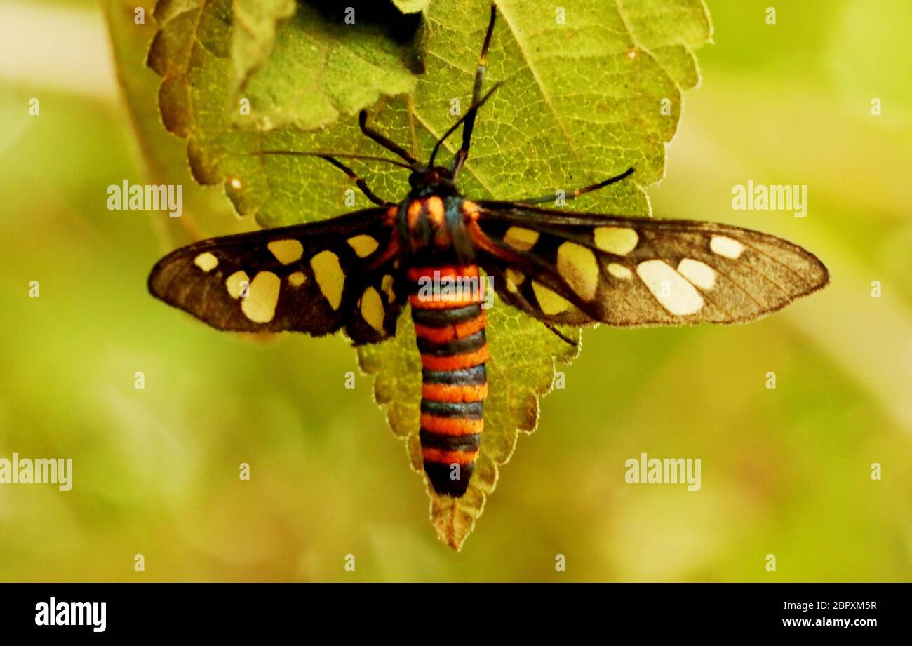 Imaon Handmaiden Moth, Syntomoides imaon, Coorg, Karnataka, India Stock ...