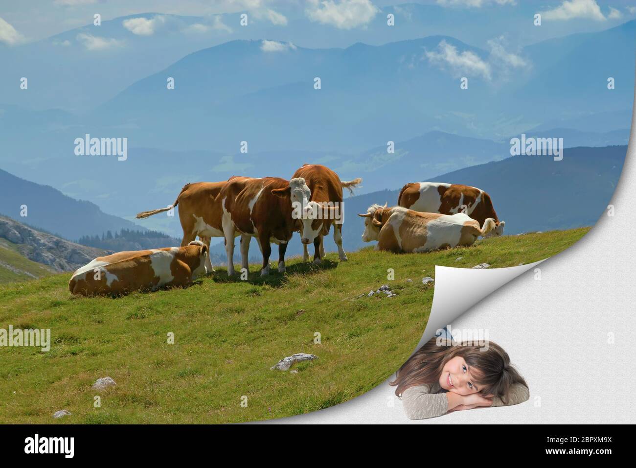 Herd of cows is grazing on a mountain pasture. All is on the page with ...