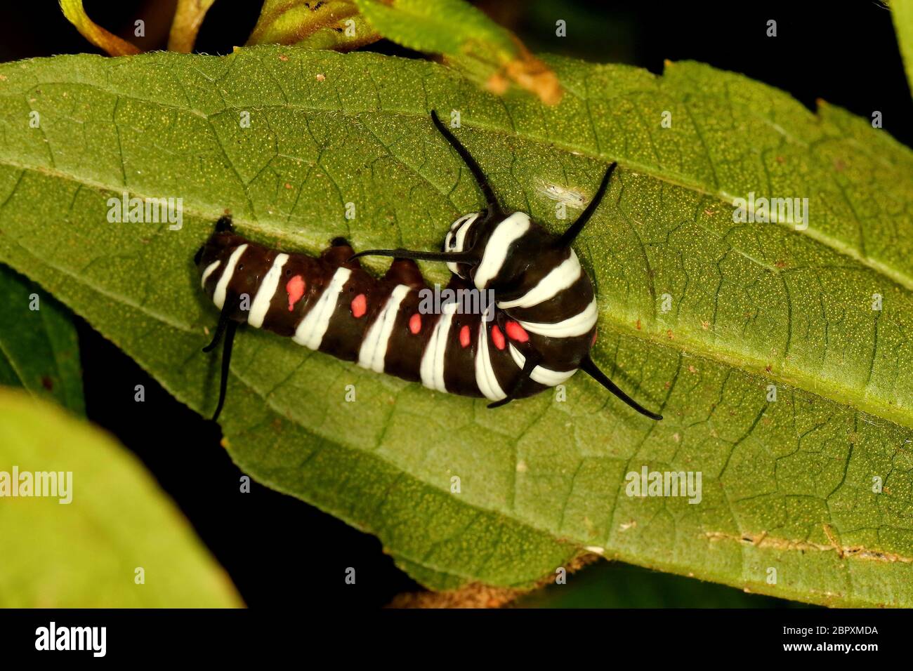 Caterpillar of Malabar Tree Nymph, Idea malabarica, Belvai, Udupi ...