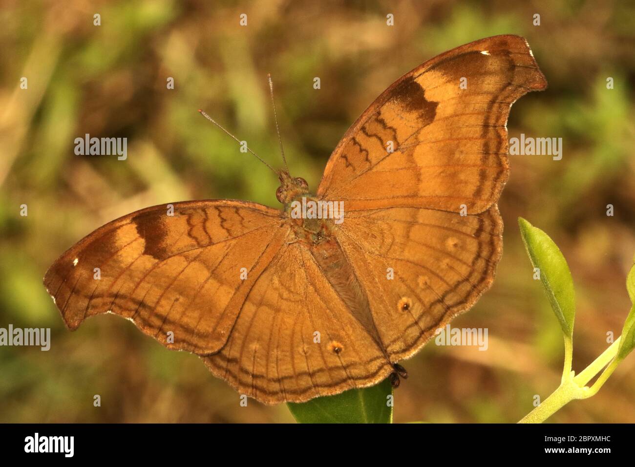 Chocolate pansy Butterfly, Junonia iphita, Ganeshgudi, Karnataka, India ...