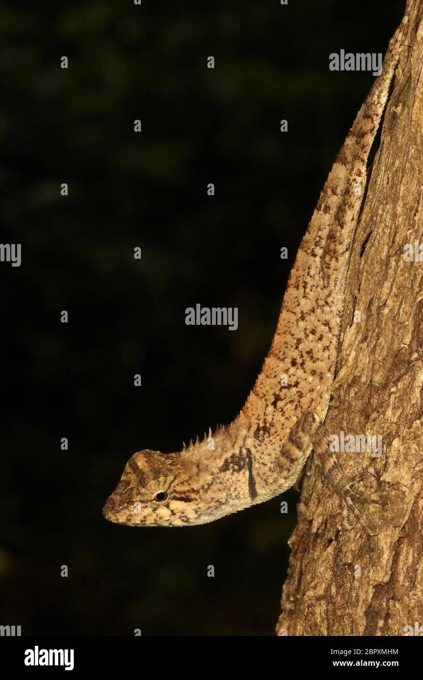 Roux Forest Calotes, Calotes Rouxi, Ganeshgudi, Karnataka, India Stock ...