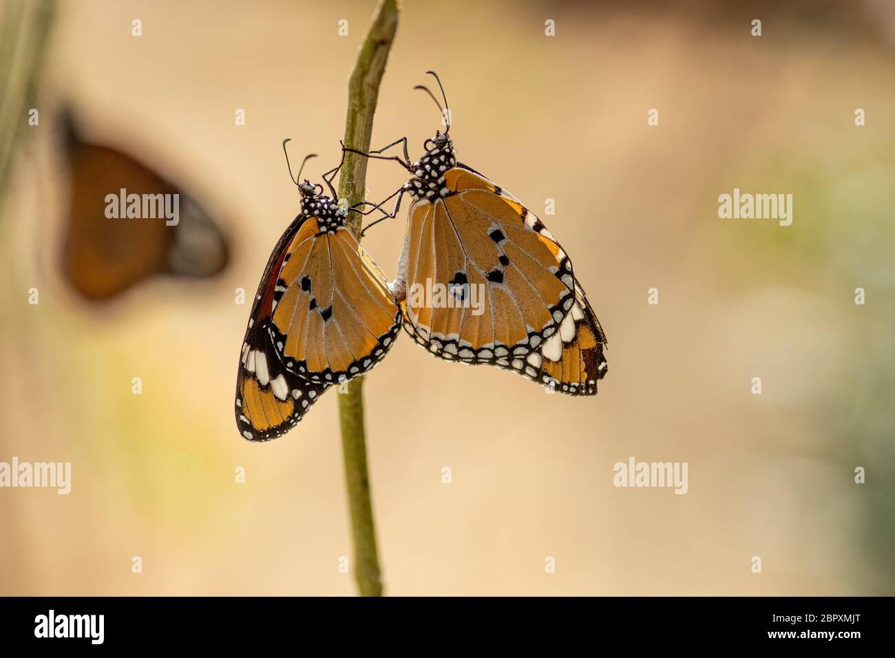 Mating monarch butterflies hi-res stock photography and images - Alamy