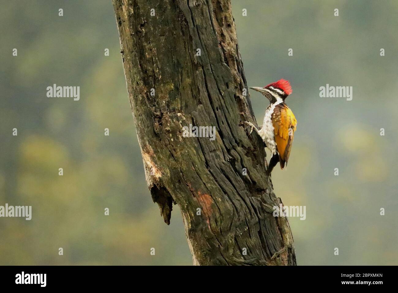 Lesser Flameback Woodpecker, Dinopium benghalense,, Bandipur National ...